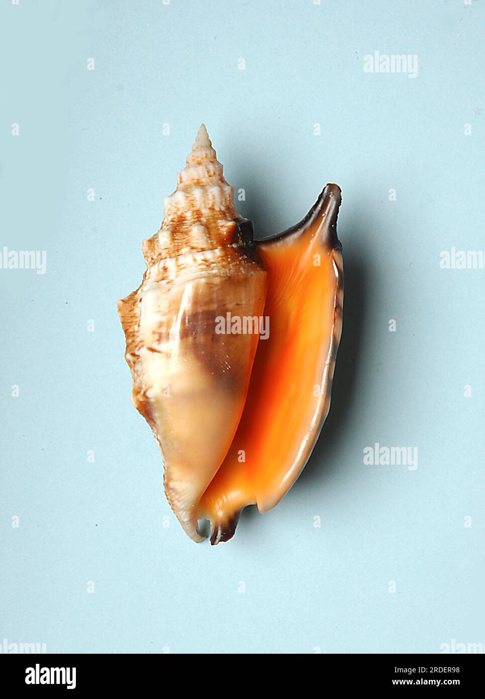 Euprotomus strombus aratrum hi-res stock photography and images - Alamy