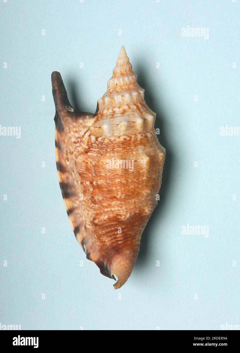 Euprotomus strombus aratrum hi-res stock photography and images - Alamy