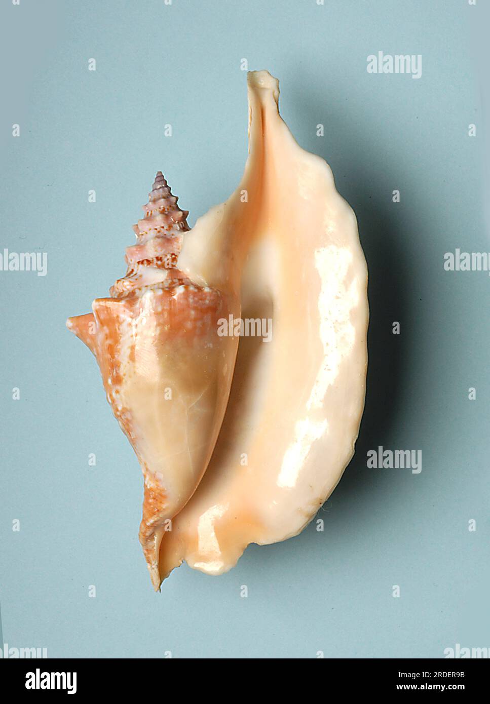 Euprotomus strombus aratrum hi-res stock photography and images - Alamy