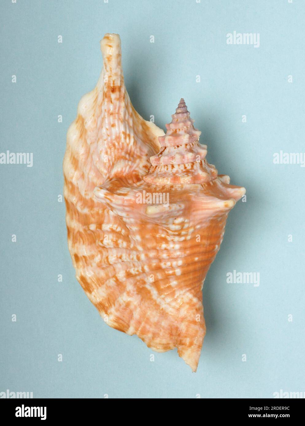 Strombidae hi-res stock photography and images - Alamy