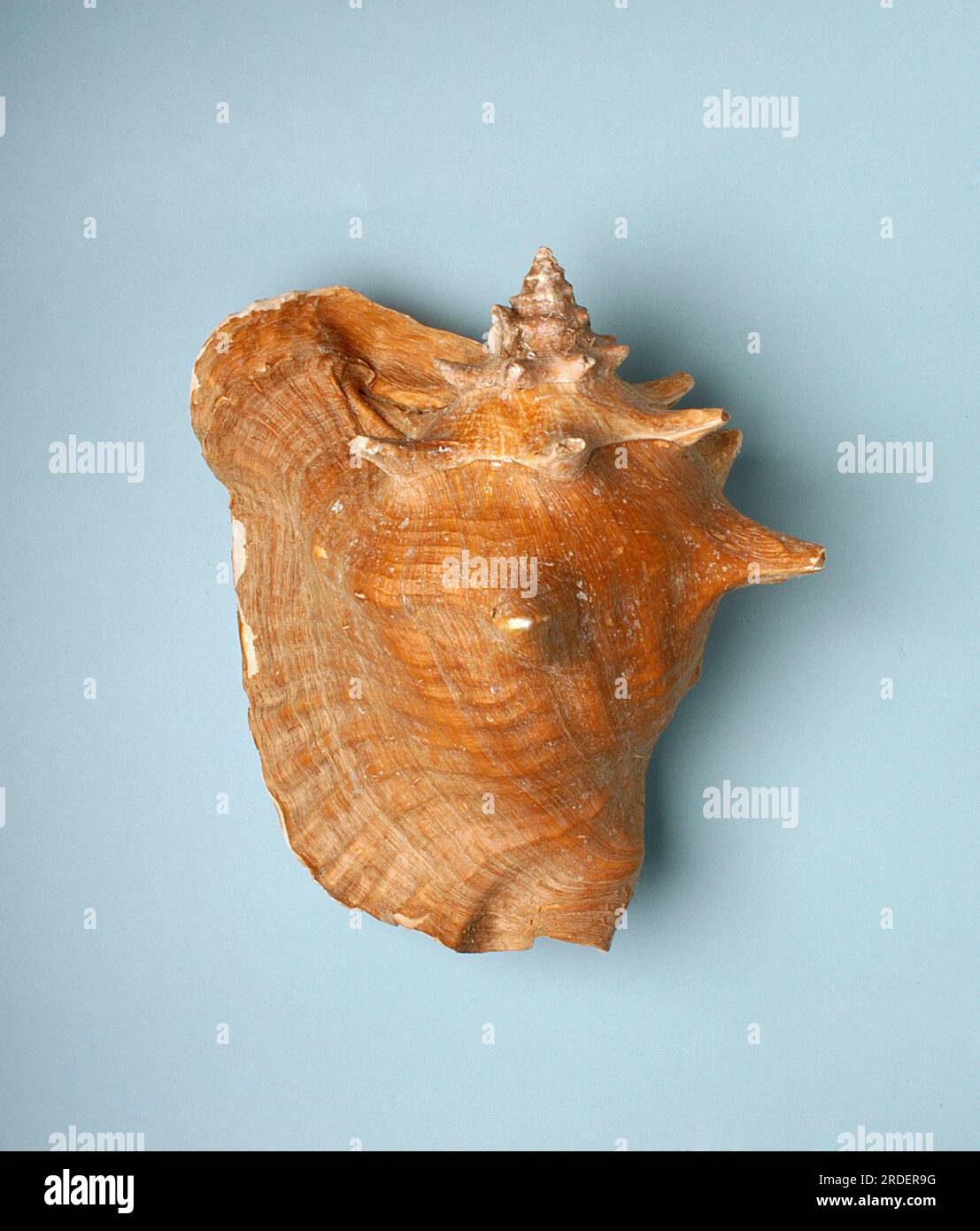 Strombidae hi-res stock photography and images - Alamy