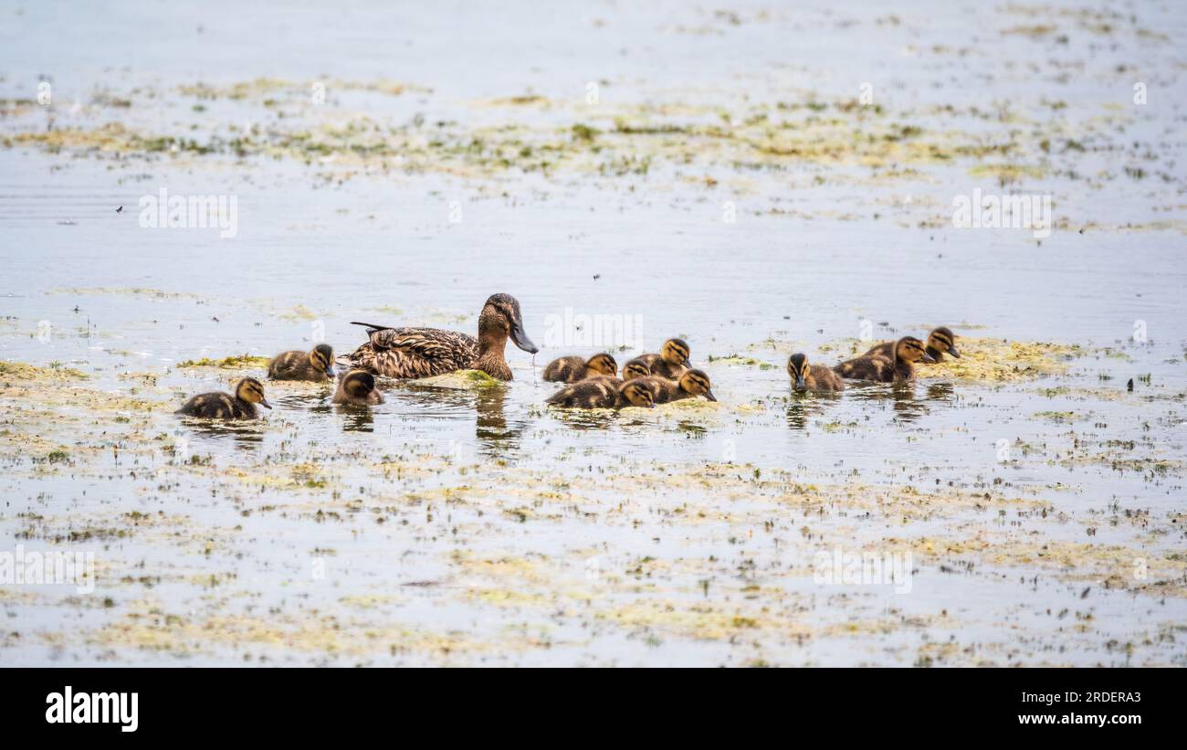 A family of ducks, a duck and its little ducklings are swimming in the ...