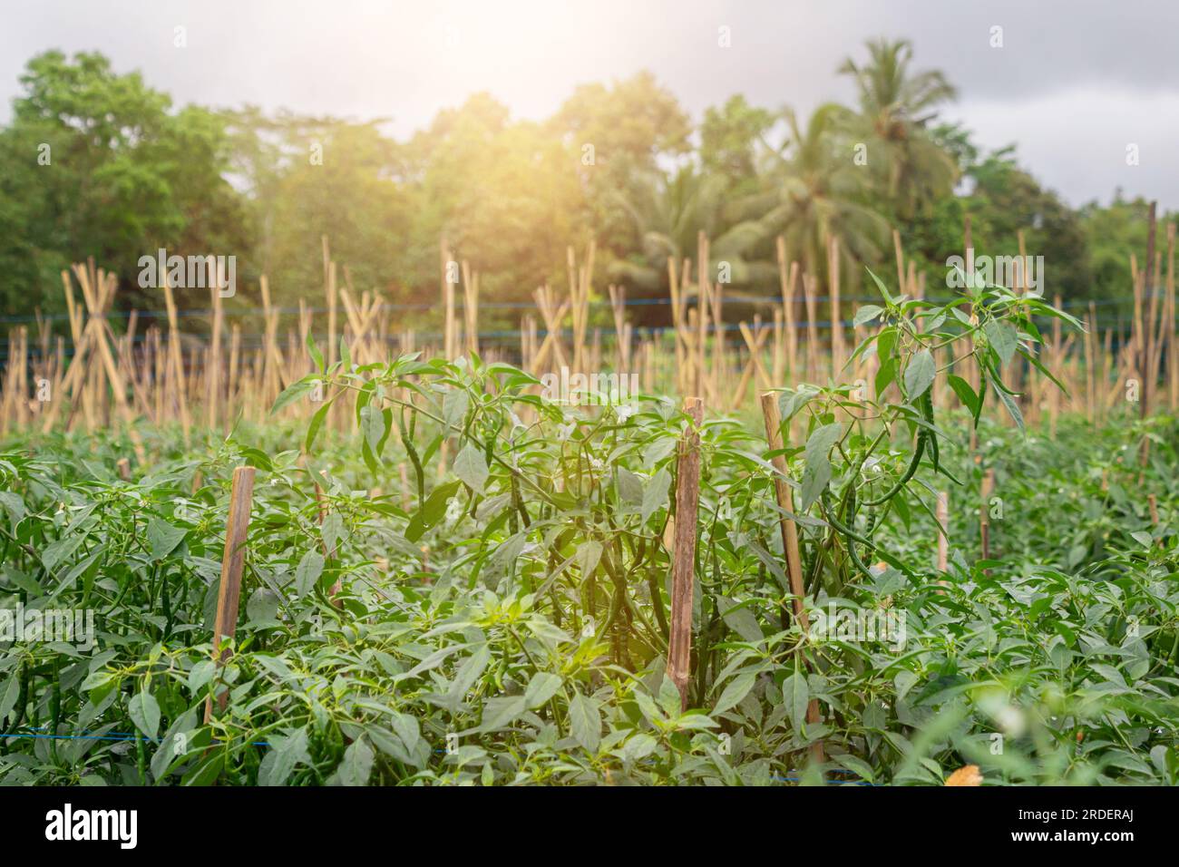 Green chili agriculture field in Indonesia, Green chili plant Stock ...