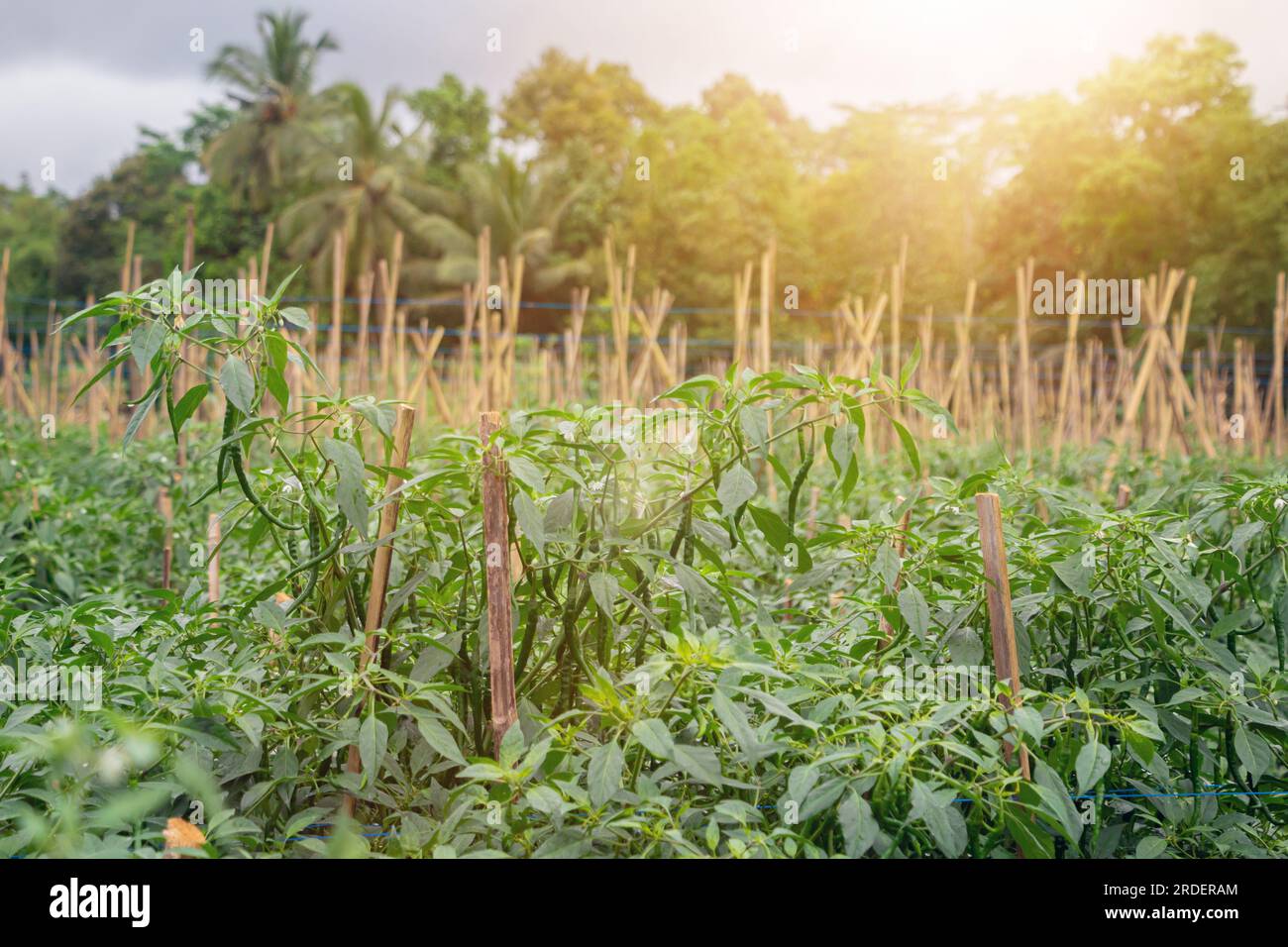 Green chili agriculture field in Indonesia, Green chili plant Stock ...