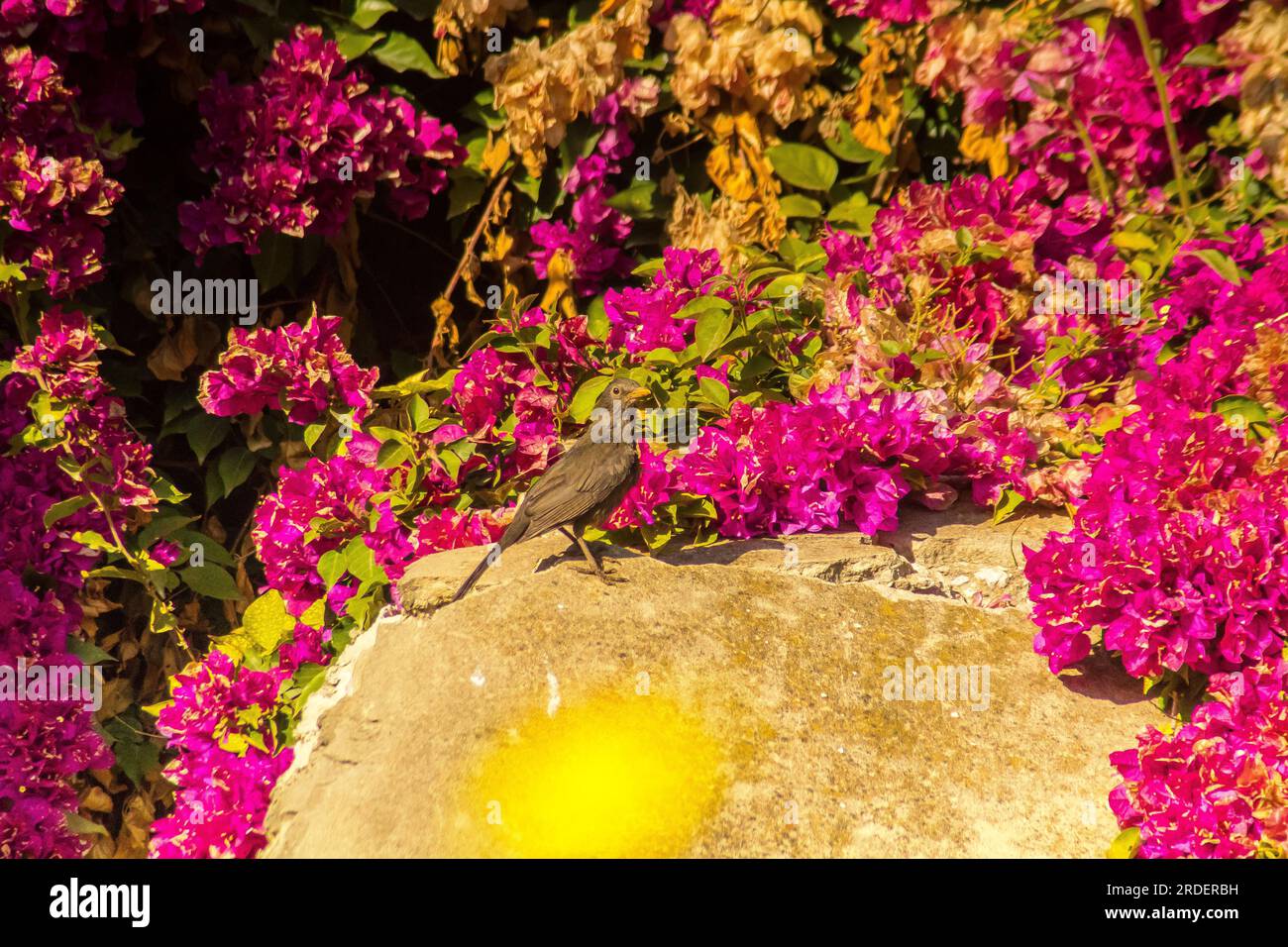 Garden Serenade: Common Blackbird Birds Soaring Above Garden Rocks ...