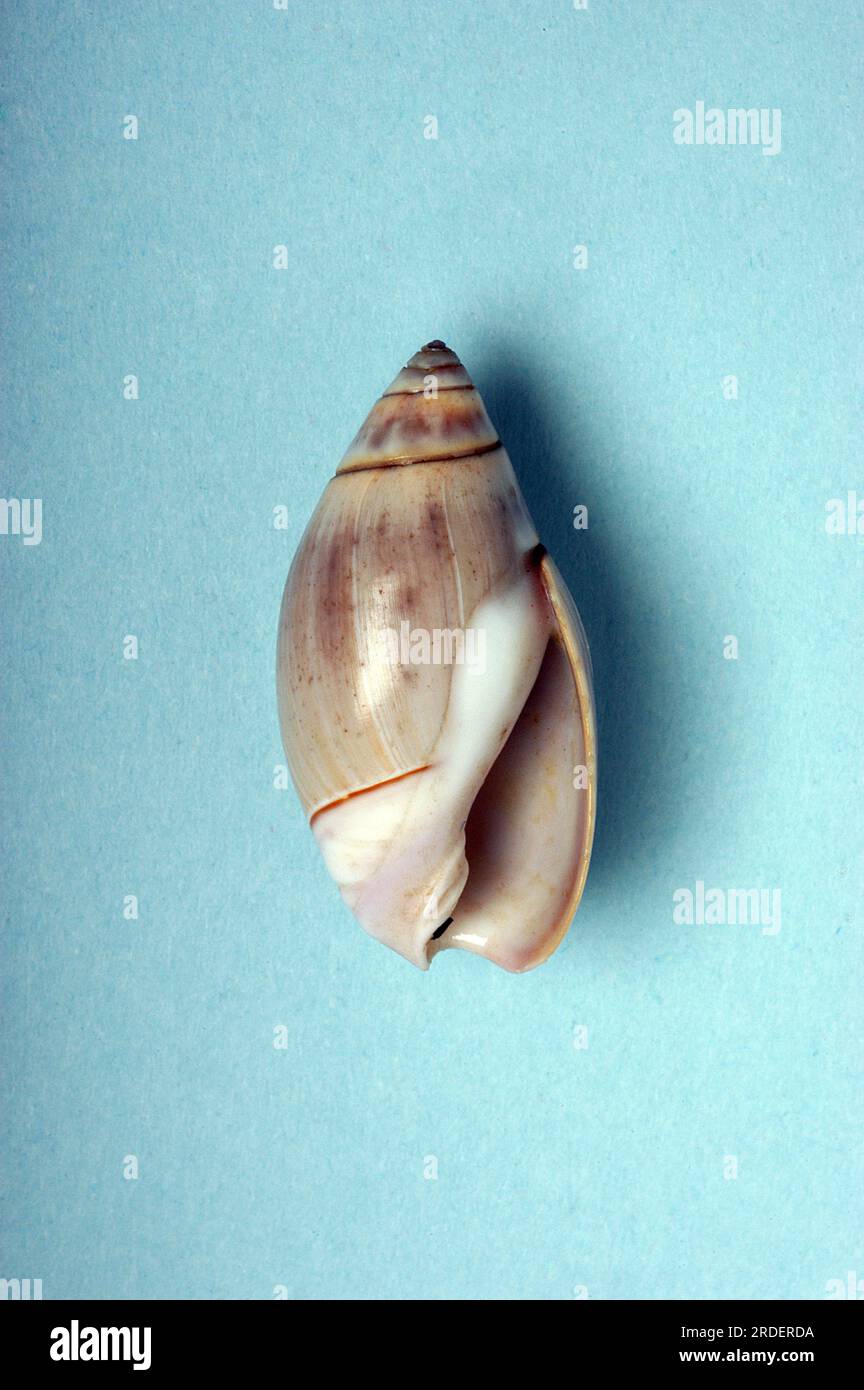 Gastropod shells hi-res stock photography and images - Alamy
