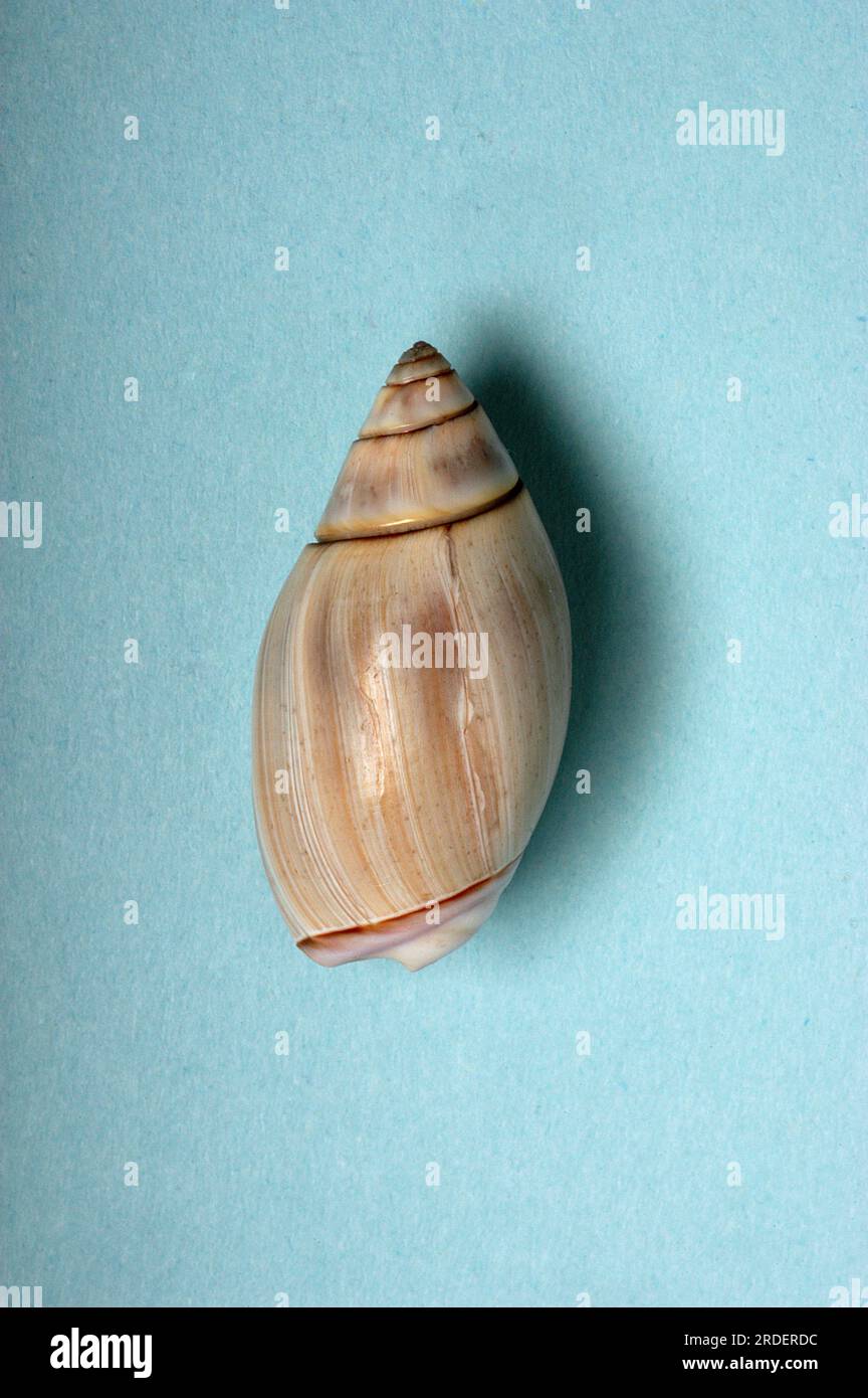 Gastropod shells hi-res stock photography and images - Alamy