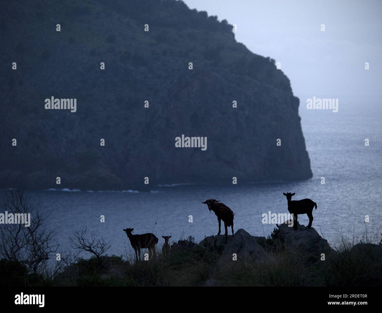 Wild goats in front of the hill of Cala Roja.Escorca.Sierra de ...