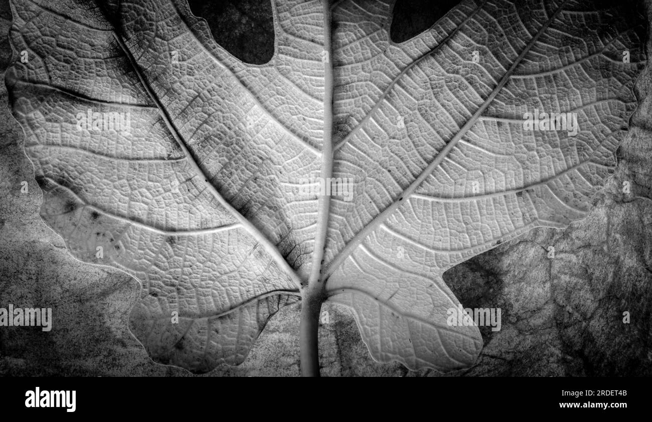 Fig leaf with vegetable veins, Llucmajor Stock Photo - Alamy