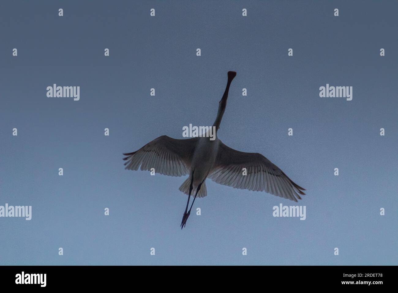 Sky-dancing Spectacle: Brolga Birds Soaring Above Vast Expanse Stock ...