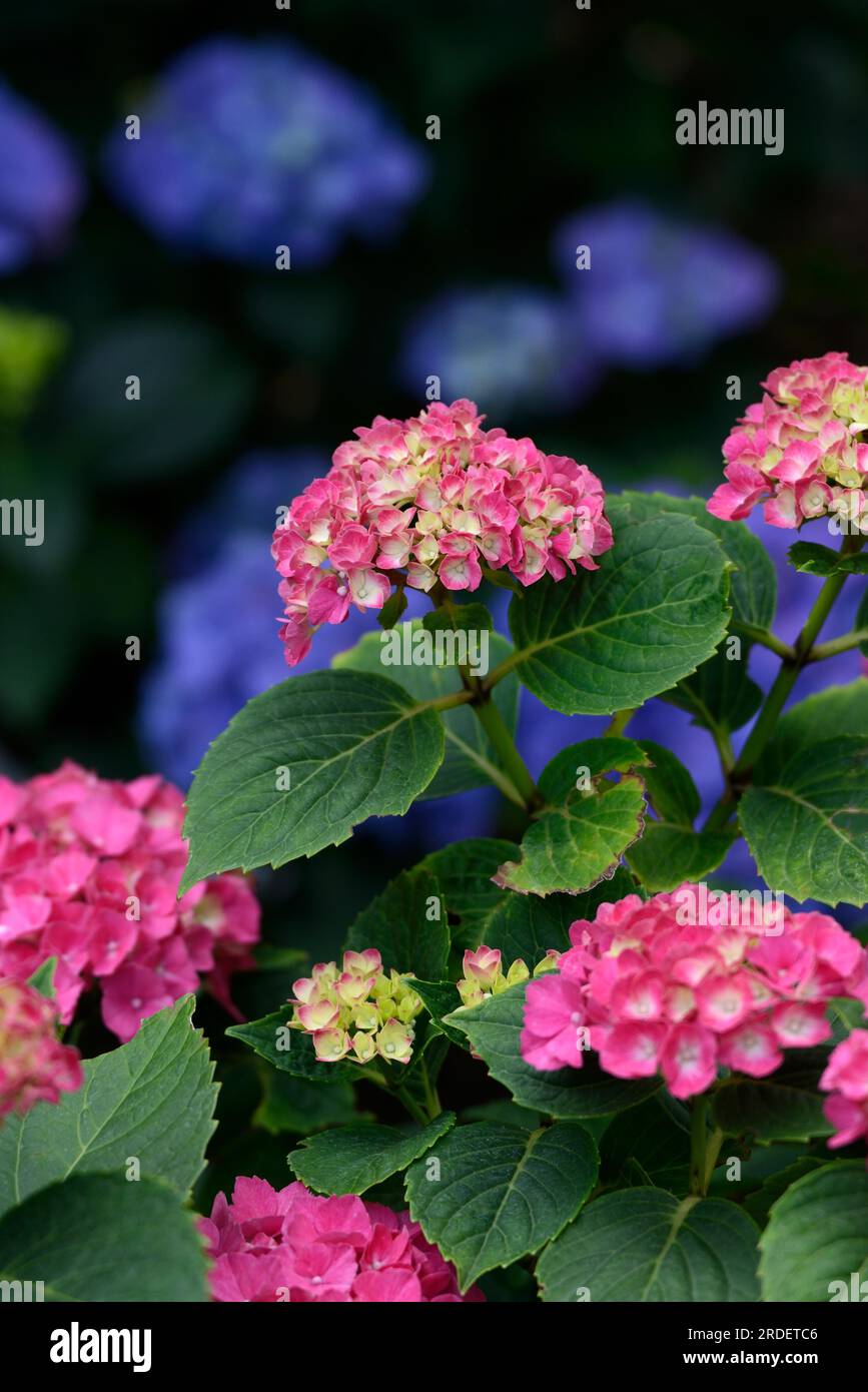 Flowering red hydrangea shrub hi-res stock photography and images - Alamy