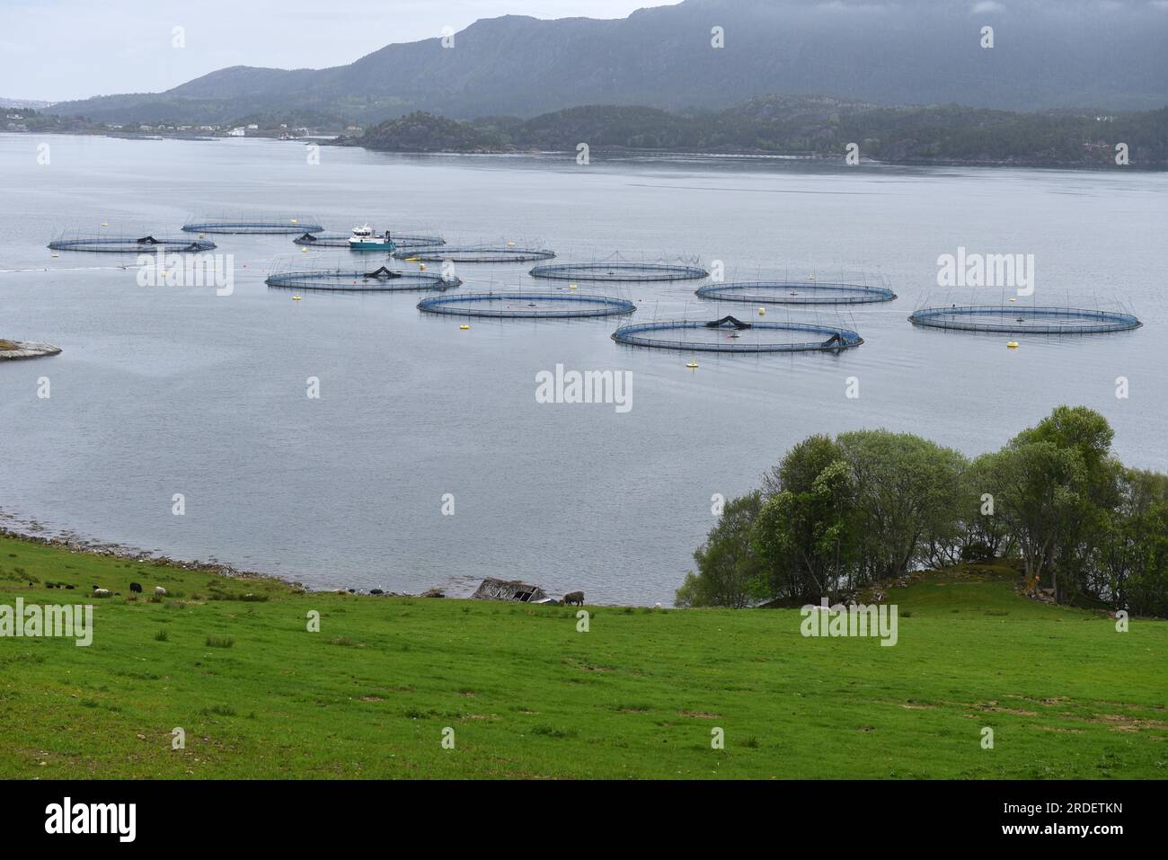 Salmon farming in Norway Stock Photo - Alamy