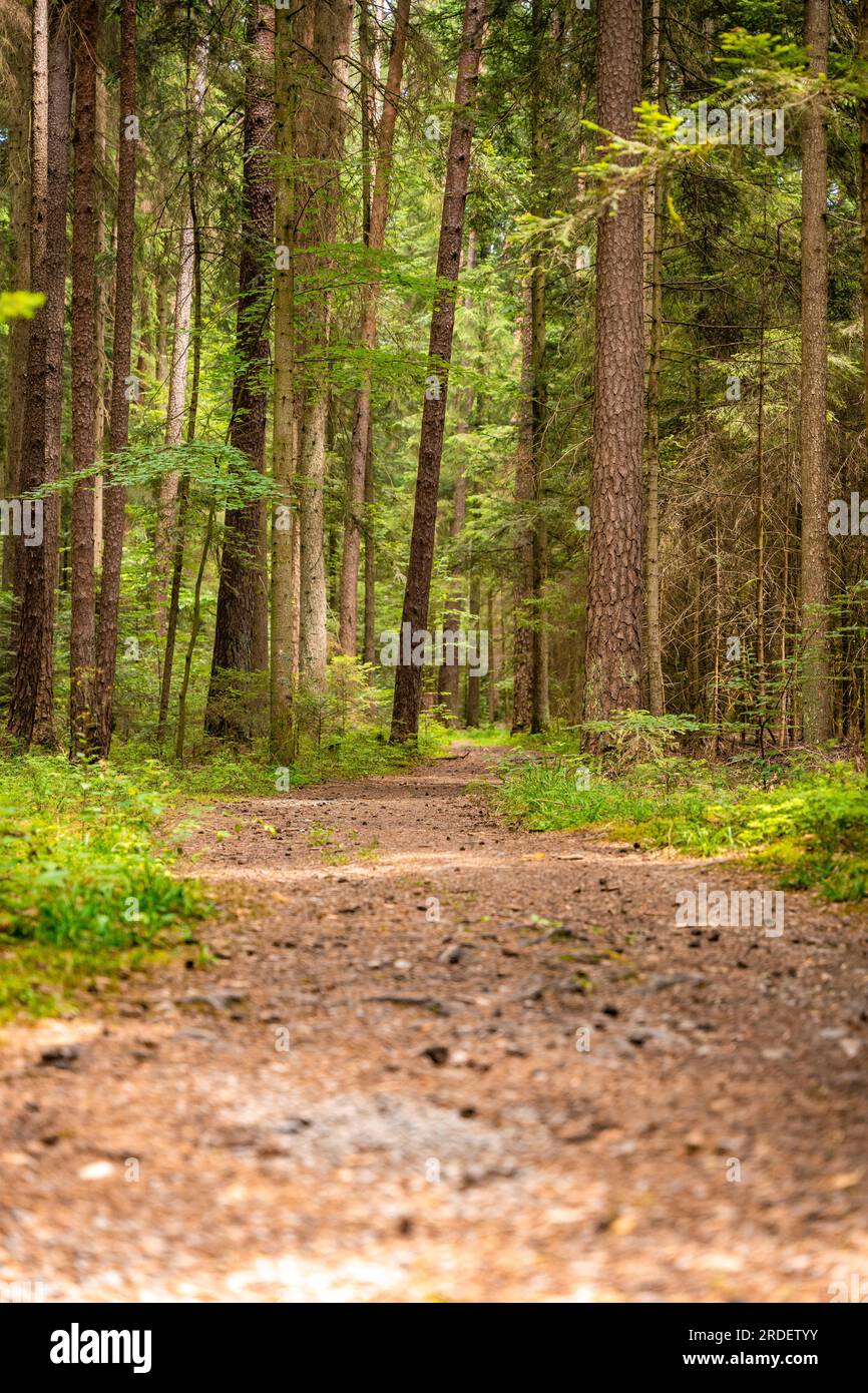 Small path in the forest, Black Forest, Germany Stock Photo - Alamy
