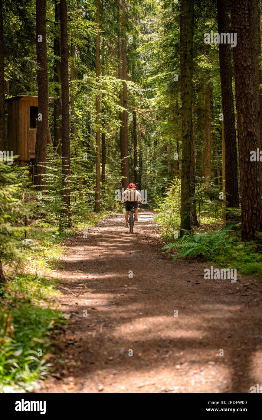 Bicycle from behind through the forest, Black Forest, Germany Stock ...
