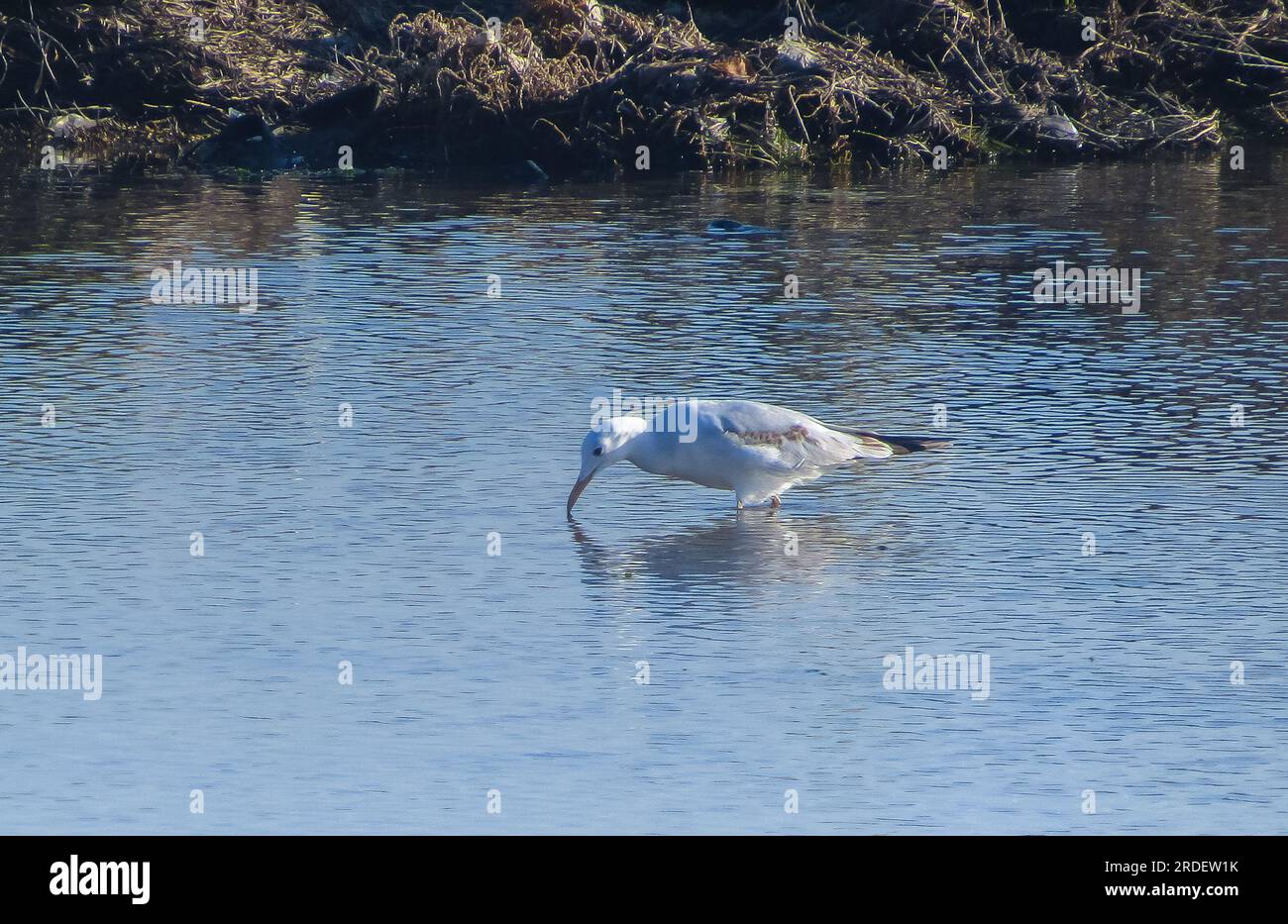 Coastal Gliders: Slender-billed Gull Birds Soaring Above Aquatic ...