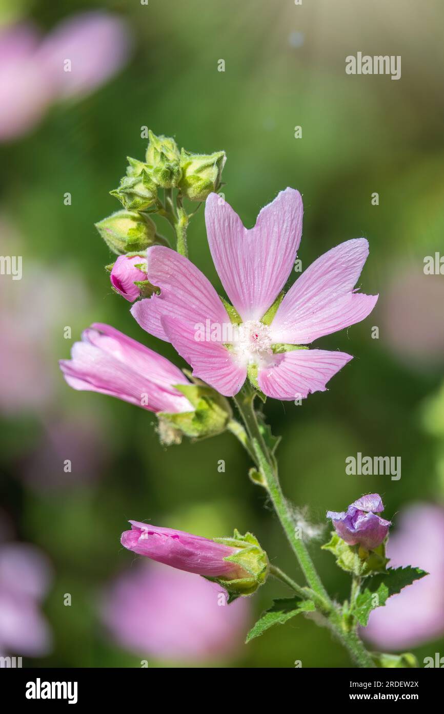 Big pink and red delicate flowers of mallow in bloom with green leaves ...