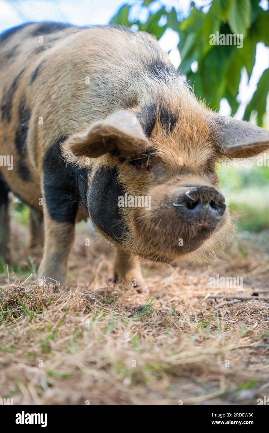 Domestic pig with nose piercing in the green, Amsterdam, Netherlands ...