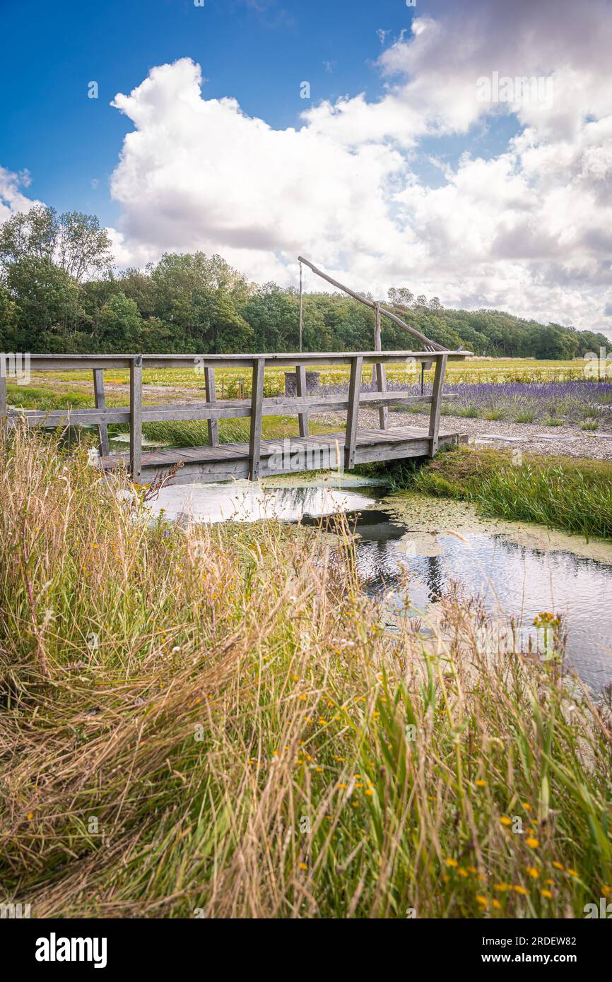 Small bridge over stream in the green, The Hague, Netherlands Stock ...