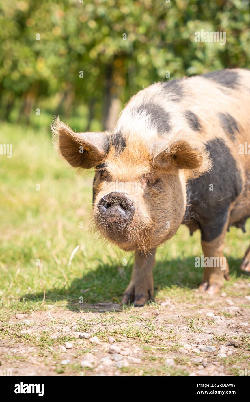 Amsterdam farming hi-res stock photography and images - Alamy