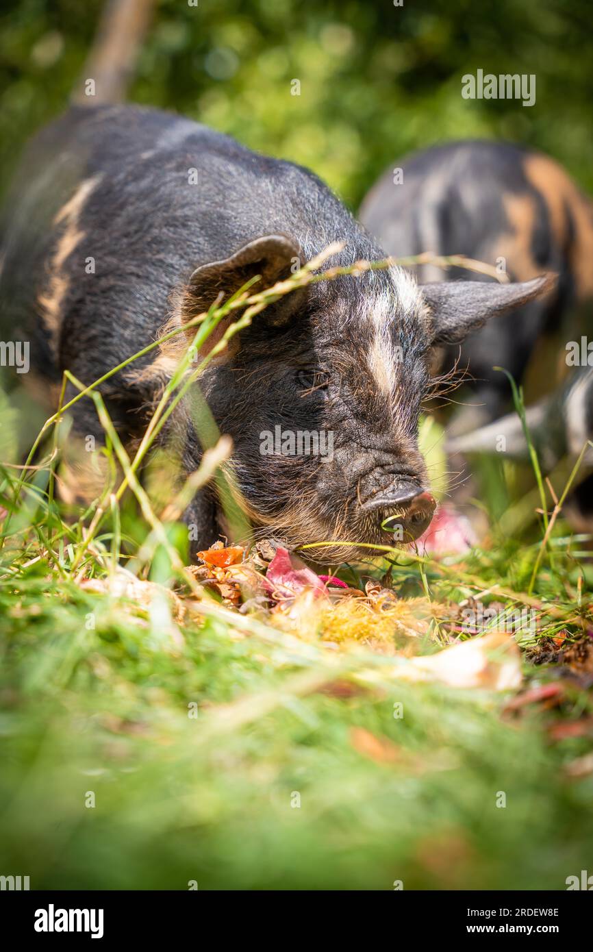 Amsterdam farming hi-res stock photography and images - Alamy