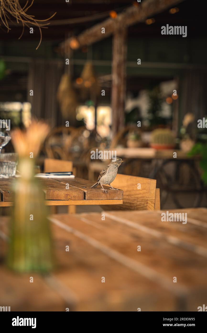 Small bird in beach bar on table, Zandvoort, Netherlands Stock Photo ...