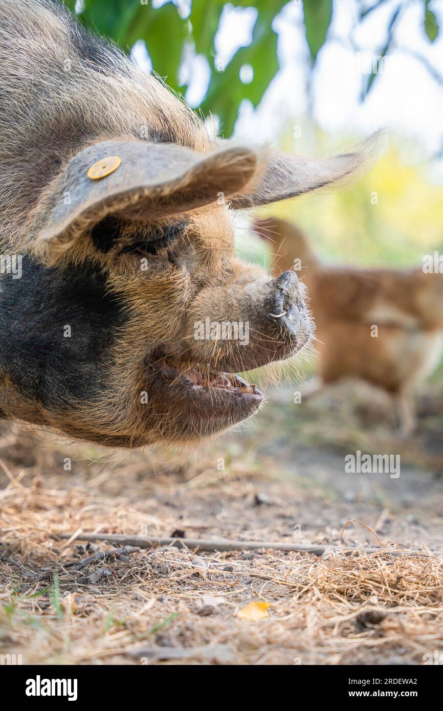 Amsterdam farming hi-res stock photography and images - Alamy