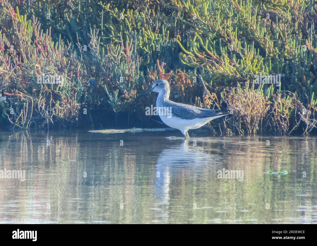 Aquatic Stalkers: Common Greenshank Birds Gliding Above Watery Realm ...