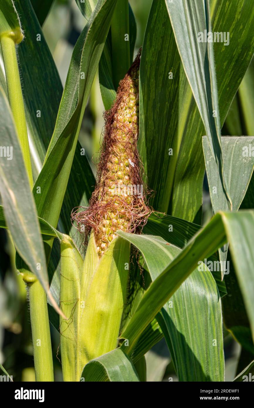 Ripe corn cobs with yellow seeds closeup among green foliage. Israel ...