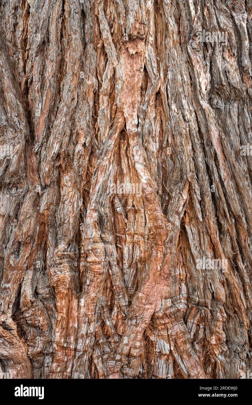 Bark of a redwood (Sequoiadendron giganteum) tree Full-size ...
