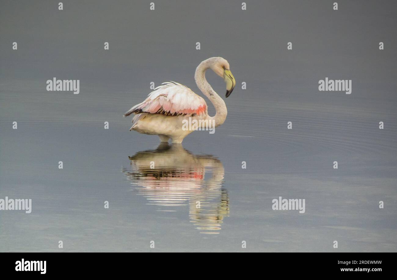 Rivers of Pink: Greater Flamingo Birds Gliding Above Aquatic Expanse ...