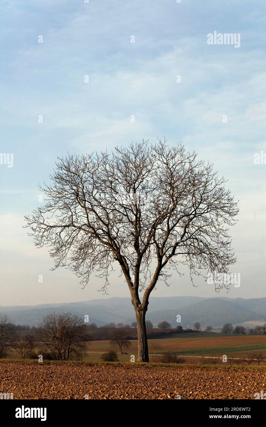 Tree, walnut, walnut tree, field, hairline, forest, pfaelzer Stock ...