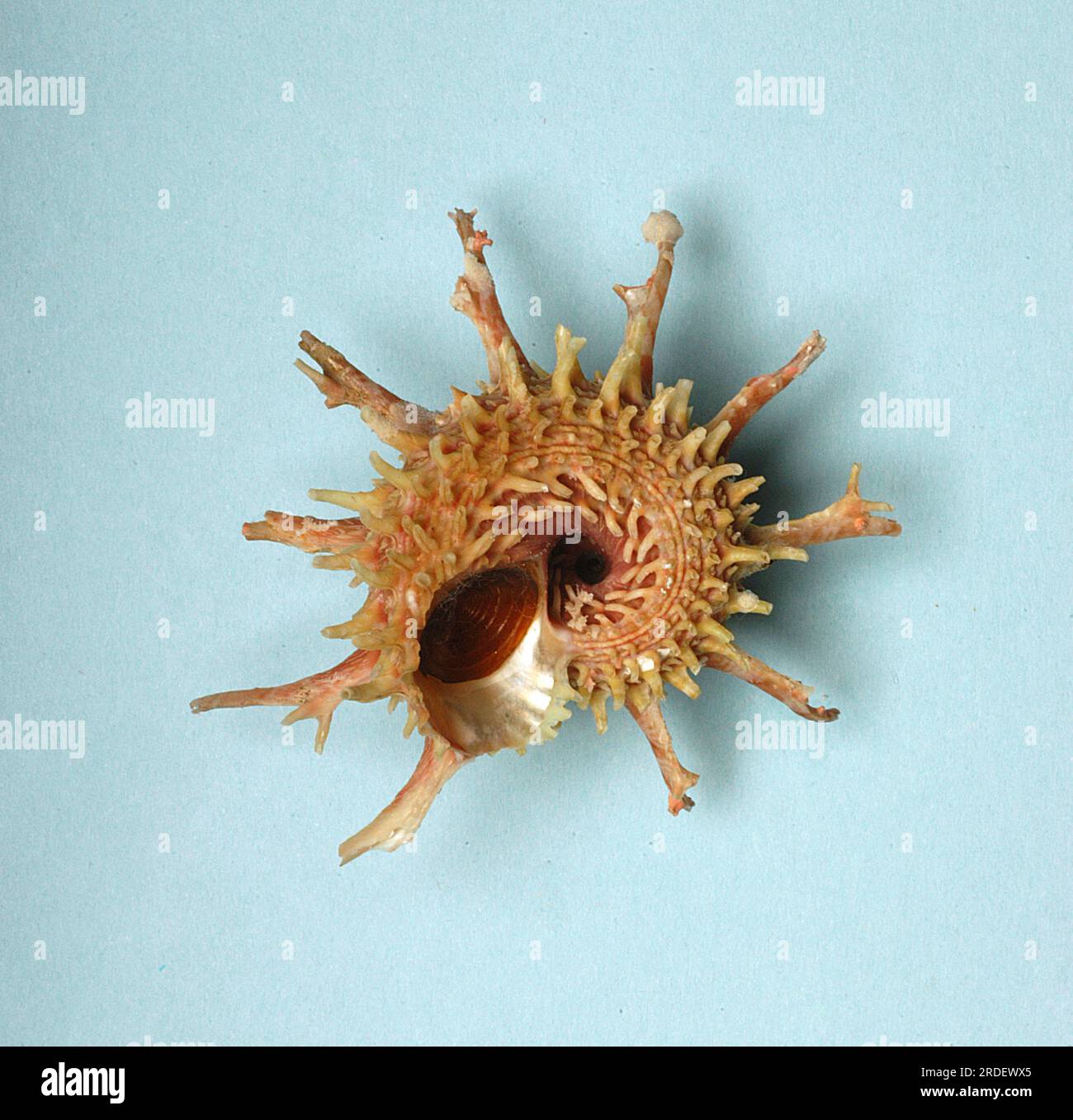 Angaria vicdani hi-res stock photography and images - Alamy