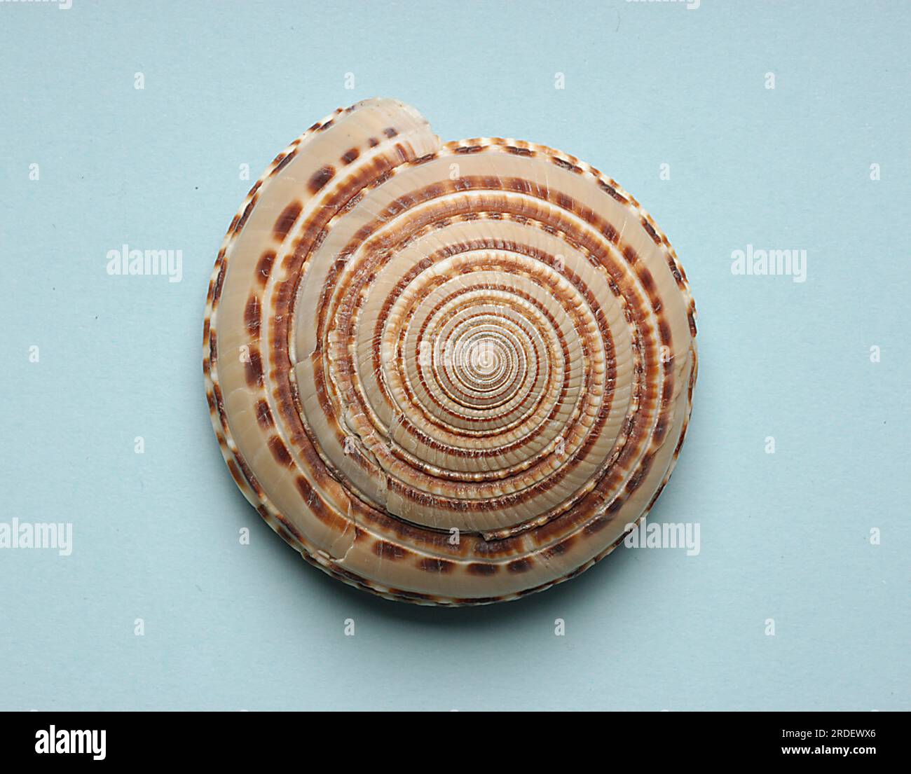 Architectonica nobilis hi-res stock photography and images - Alamy