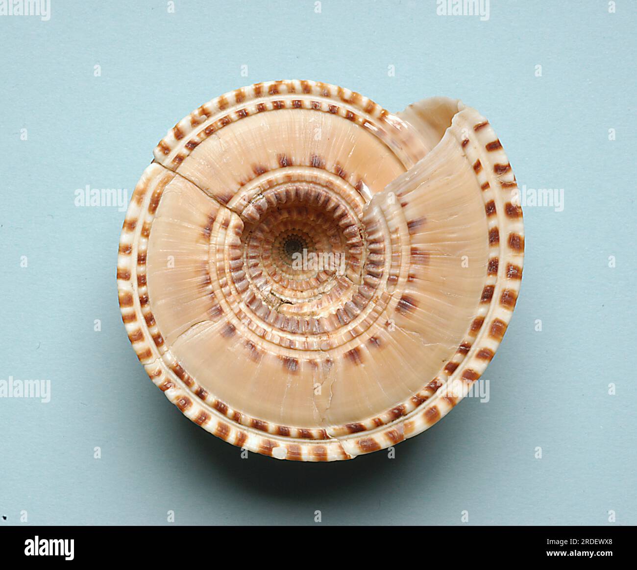Architectonica nobilis hi-res stock photography and images - Alamy