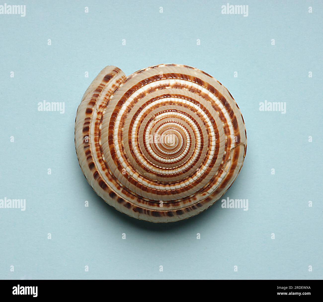 Architectonica perspectiva, Architectonicidae Stock Photo - Alamy