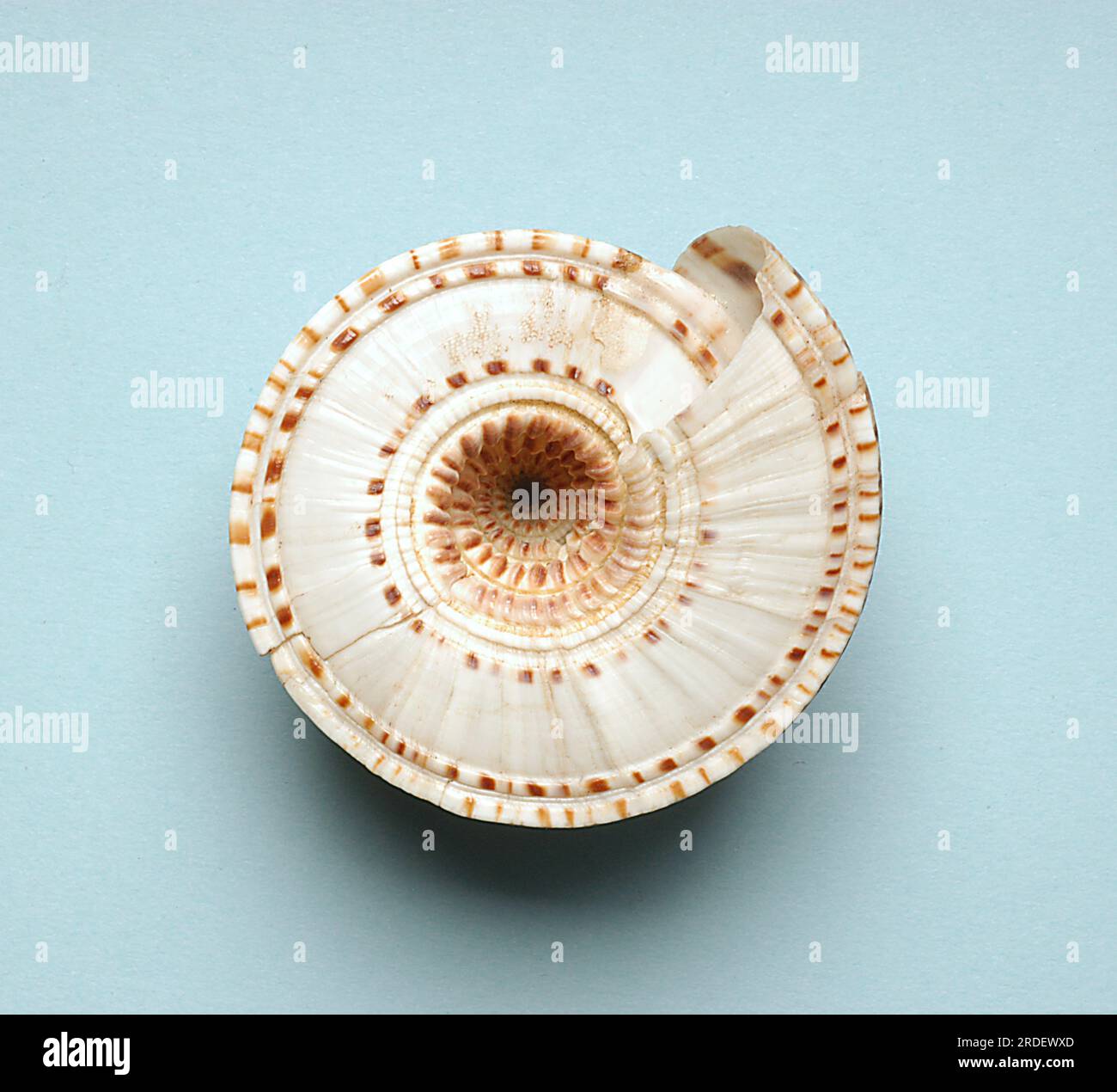 Architectonica perspectiva, Architectonicidae Stock Photo - Alamy