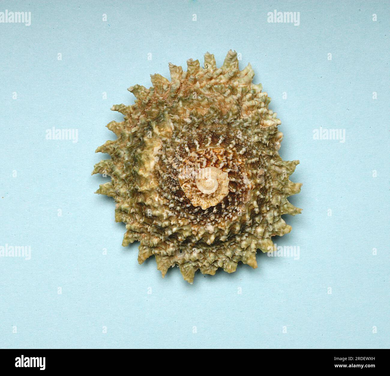 Astraea heliotropium, Turbinidae Stock Photo - Alamy