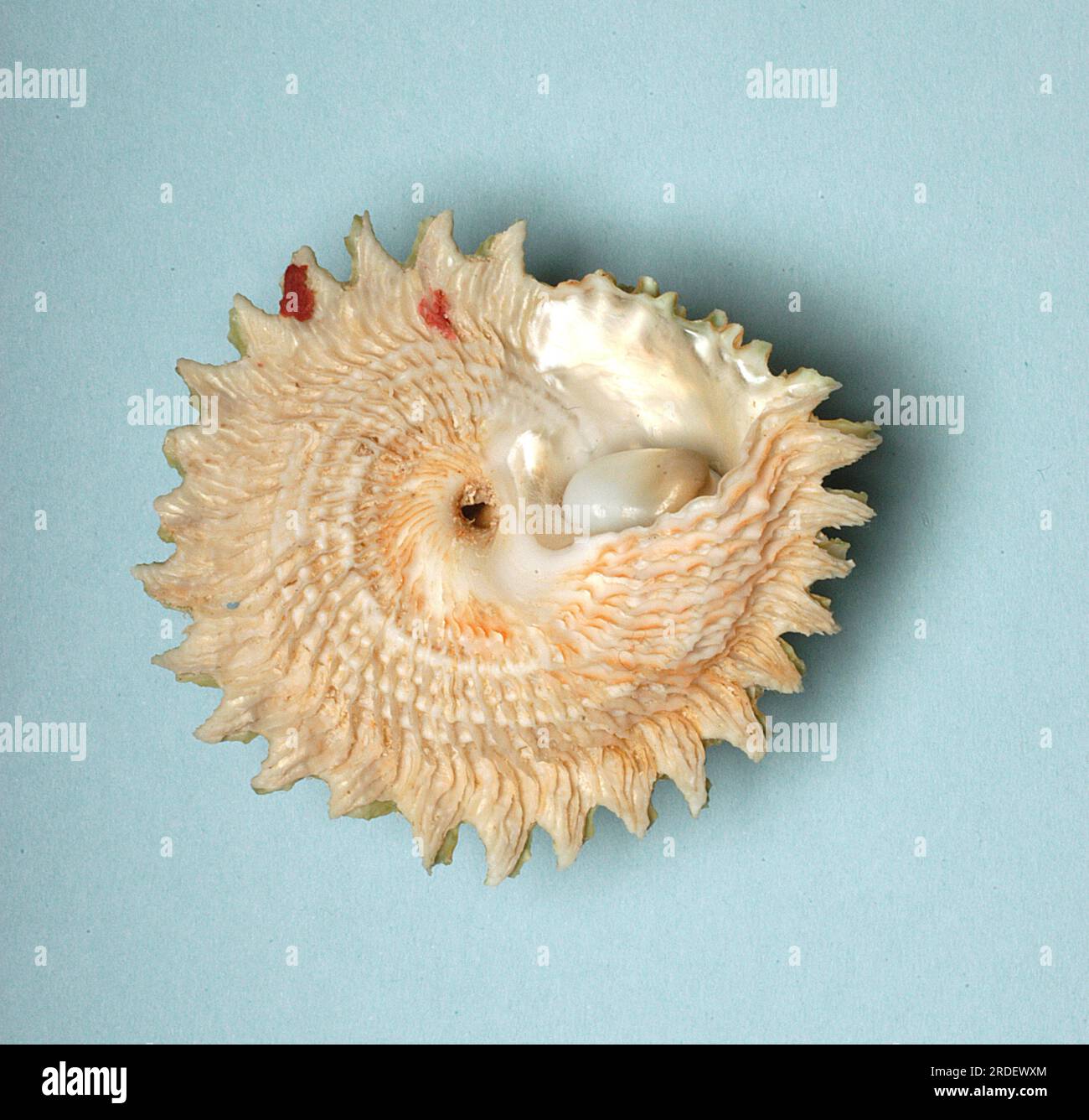 Astraea heliotropium, Turbinidae Stock Photo - Alamy