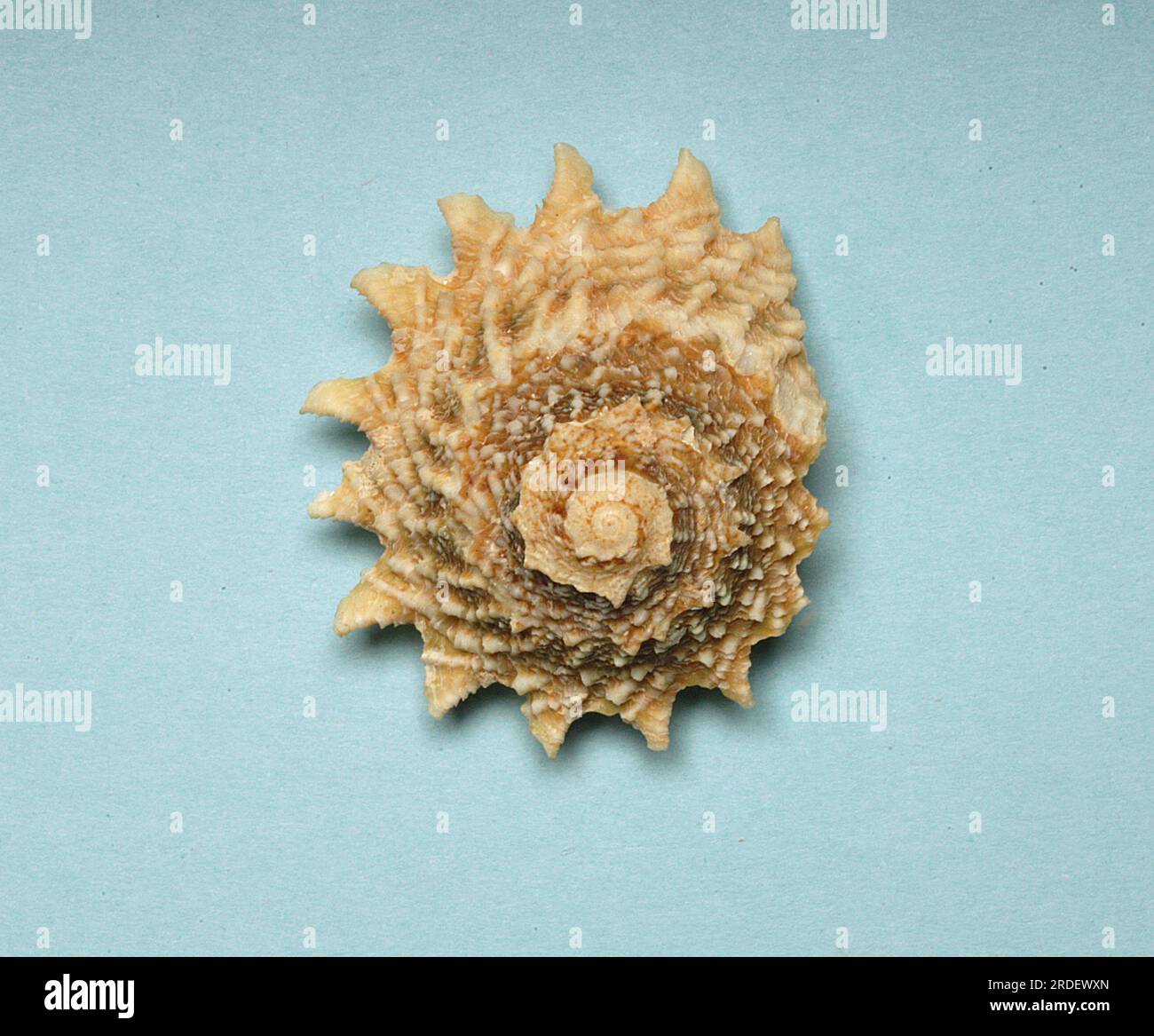 Astraea phoebia hi-res stock photography and images - Alamy