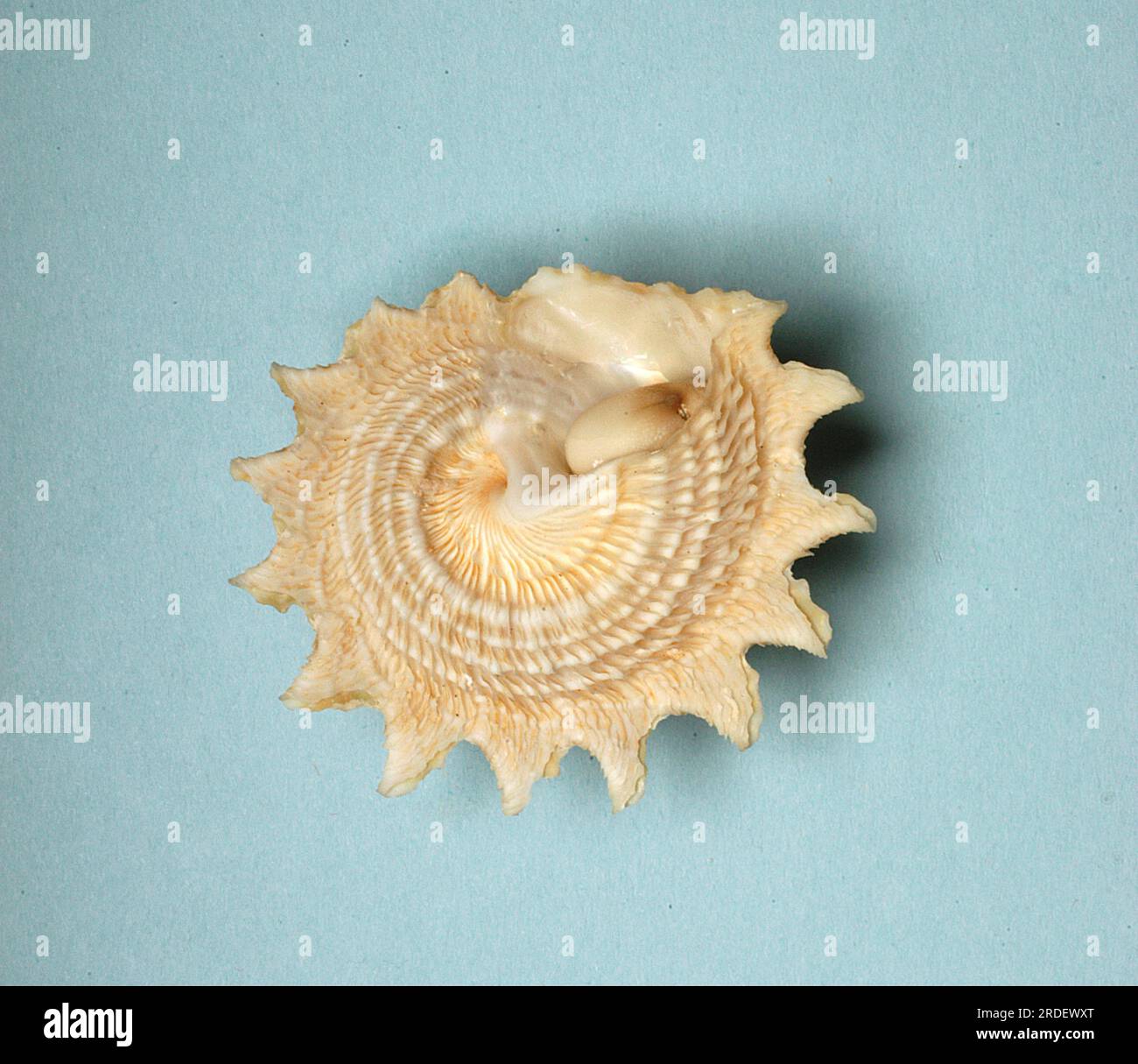 Turbinidae hi-res stock photography and images - Alamy