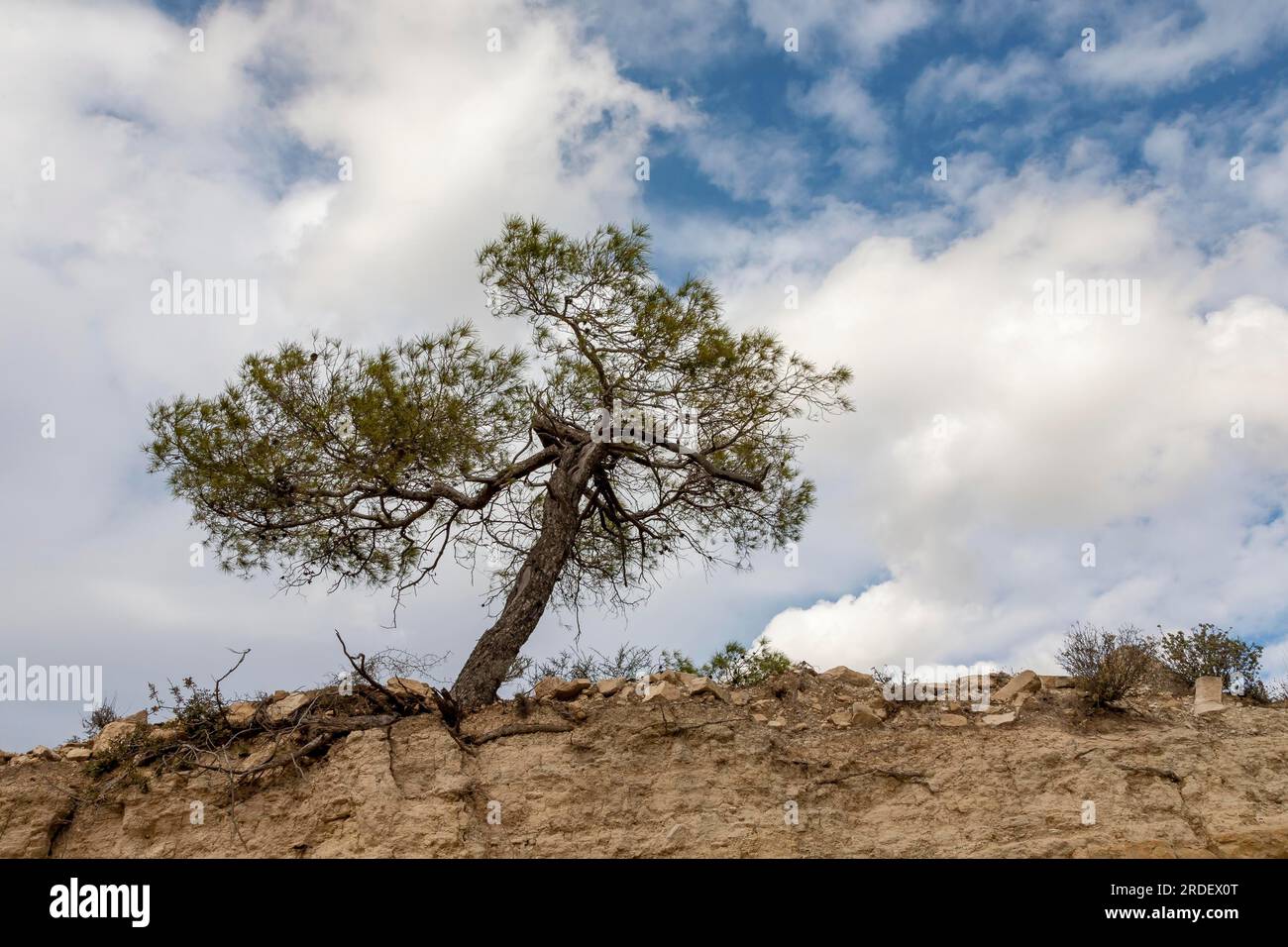 Landscape plant cyprus hi-res stock photography and images - Alamy
