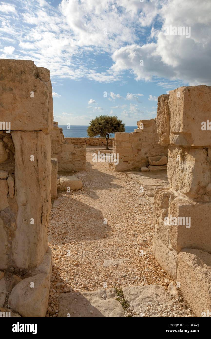 Single tree amidst the ruins of the ancient city of Kourion, Cyprus ...