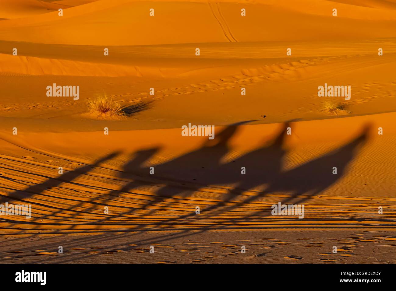 Shadows of a group of travelers are seen in the sand as they walk ...