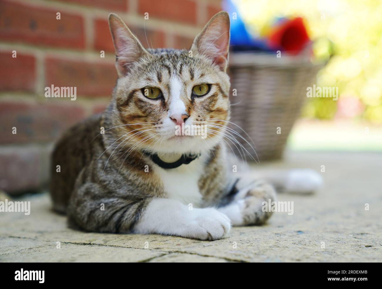 Dave the cat, pictured at his new home. England’s unlikely World Cup ...