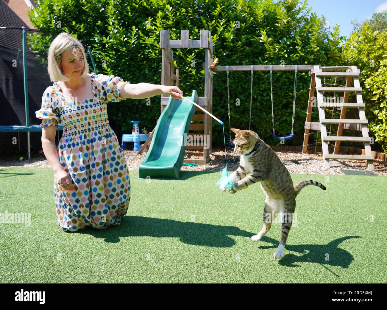 Dave the cat, pictured at his new home with the Football Association’s ...