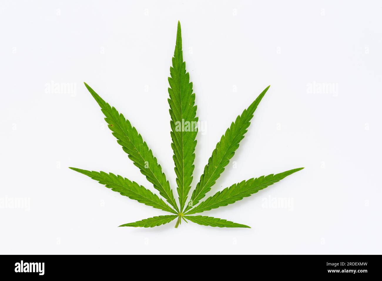 Marijuana leaf sun hi-res stock photography and images - Alamy