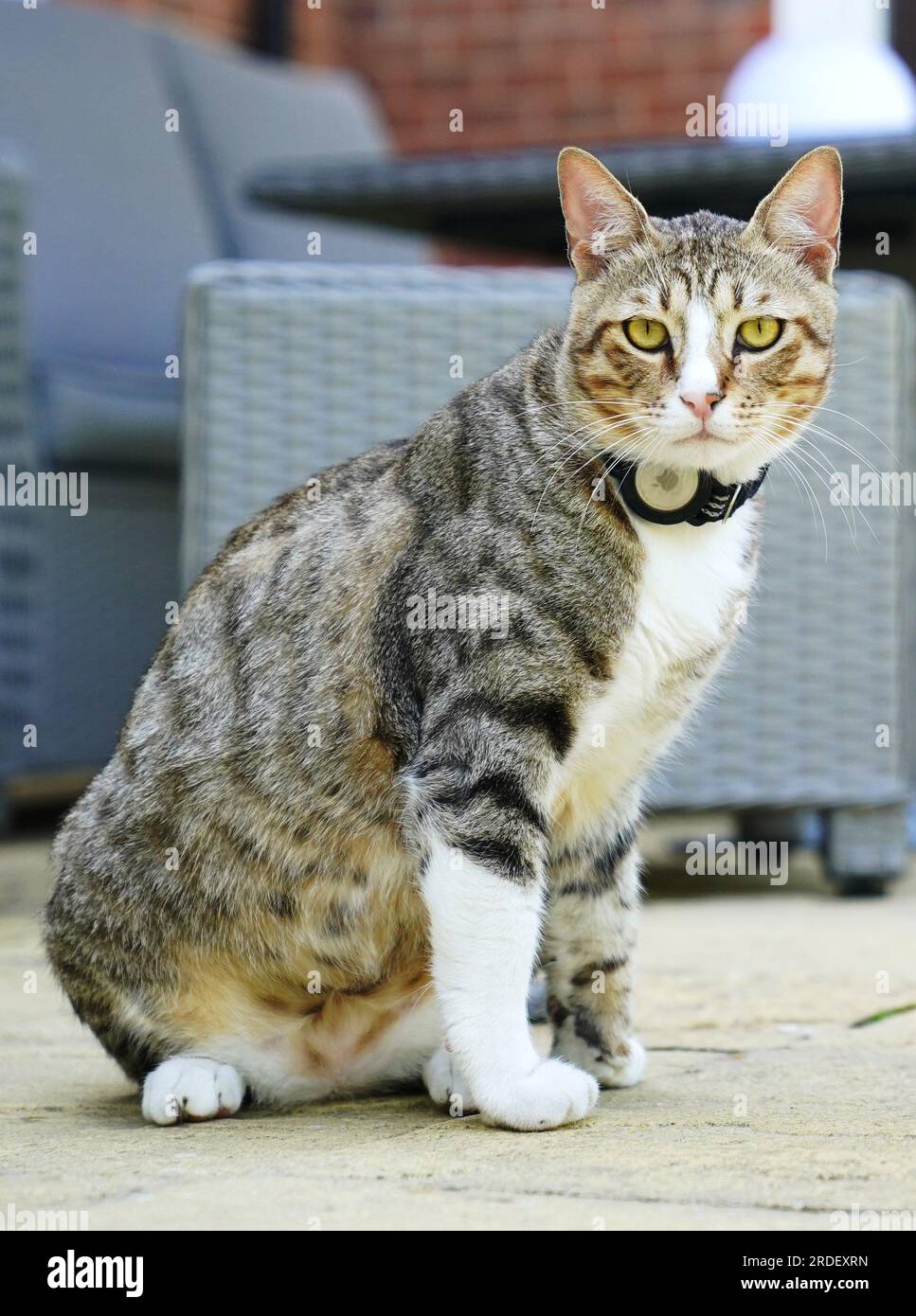Dave the cat, pictured at his new home. England’s unlikely World Cup ...