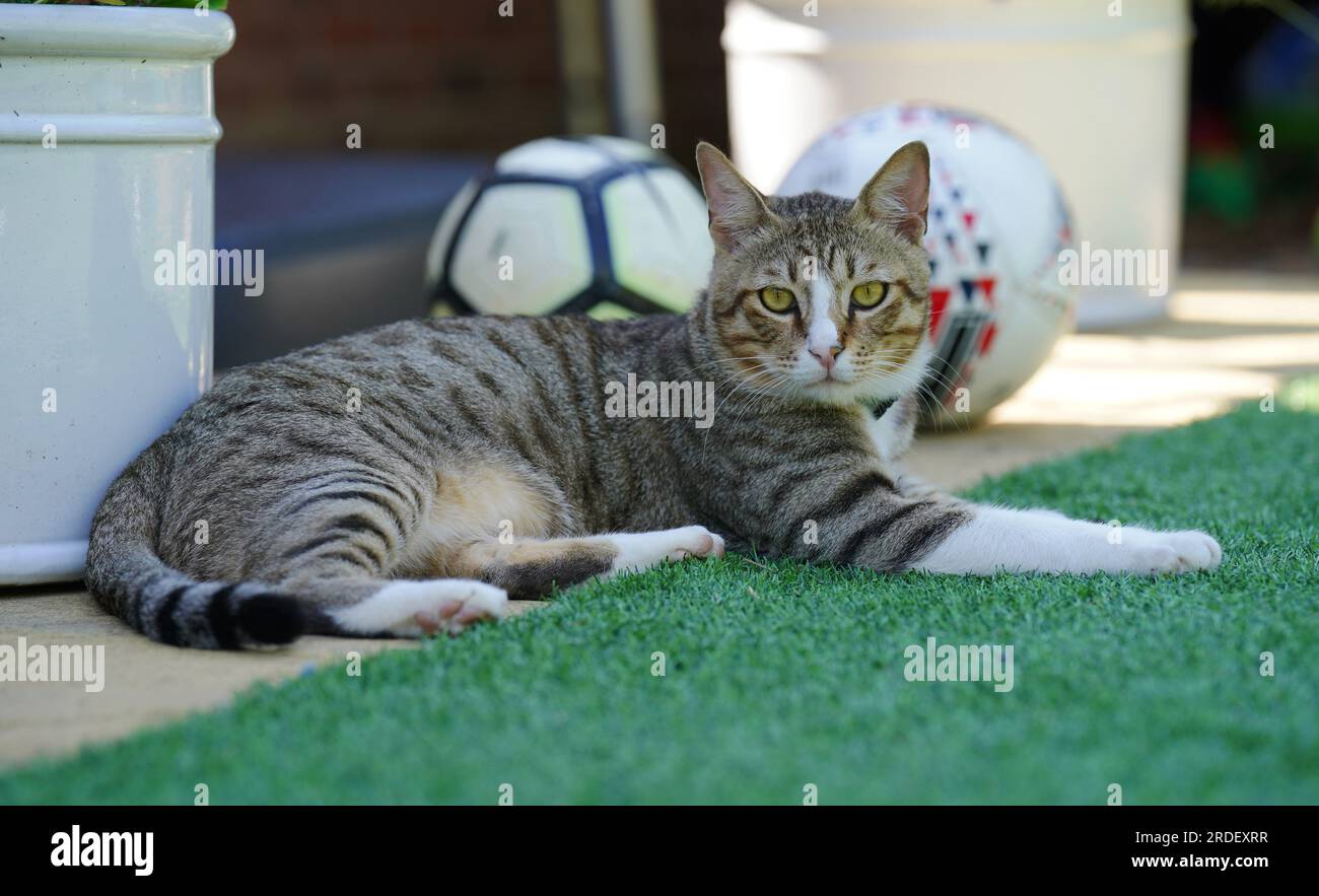 Dave the cat, pictured at his new home. England’s unlikely World Cup ...