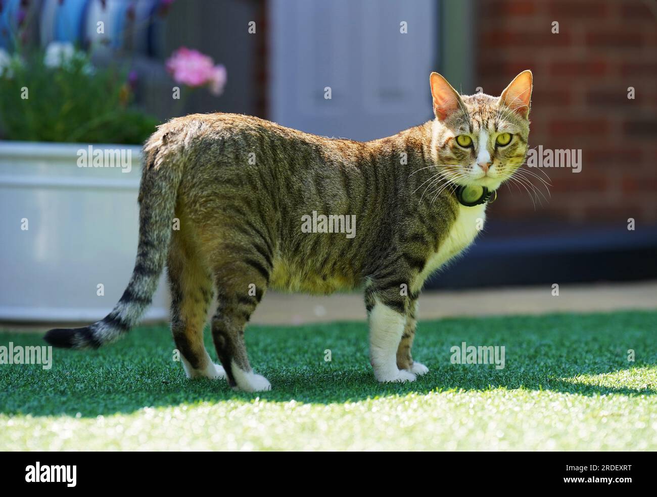 Dave the cat, pictured at his new home. England’s unlikely World Cup ...