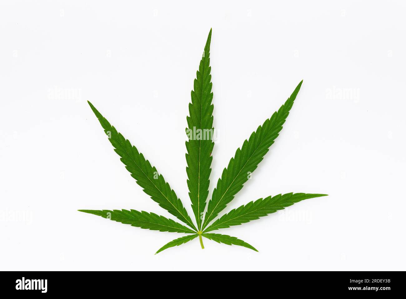Mexico drug cartel marijuana Cut Out Stock Images & Pictures - Alamy